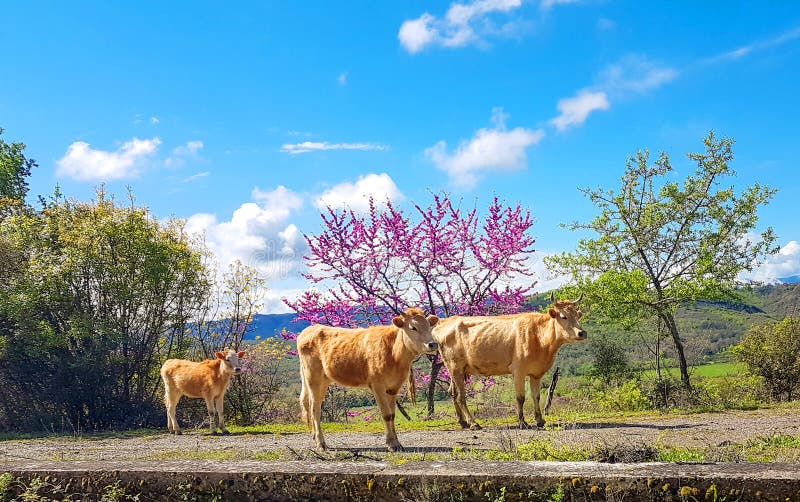 Cows many spring season stock photo. Image of farmland - 144693682
