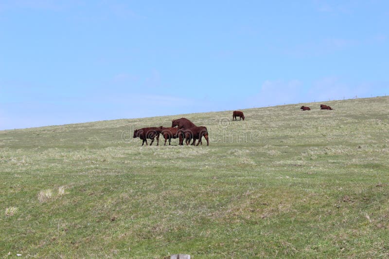 Two Cows Bulls Mating on the Field Stock Photo - Image of dairy, animal ...