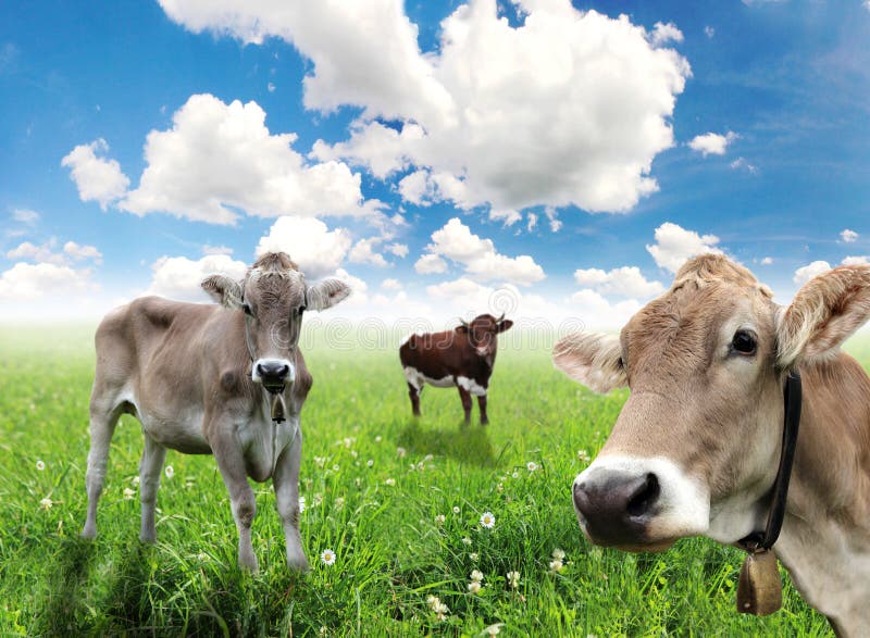 Cow with Marijuana Over the Fence Stock Photo - Image of horizontal ...