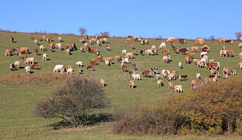 Cows on meadow stock photo. Image of leaves, cattle, livestock - 27284292