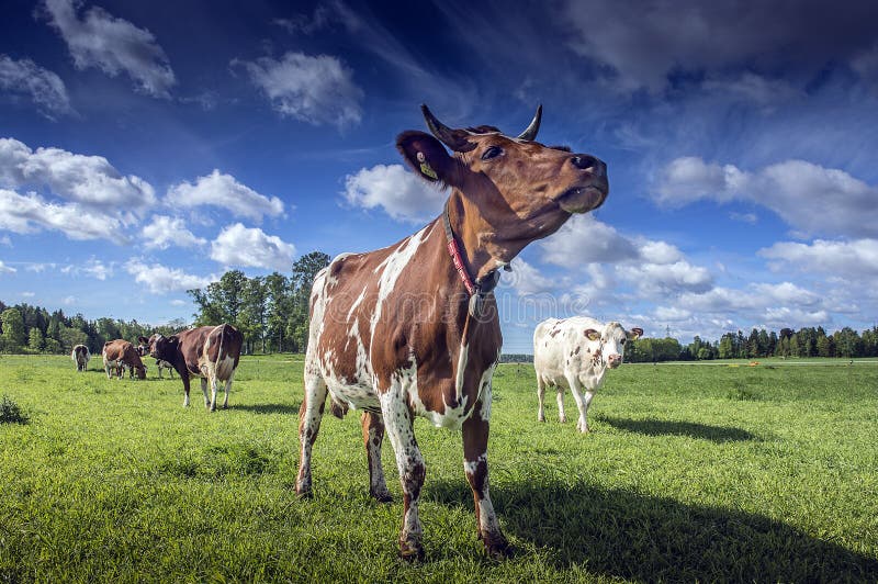 Cows editorial photo. Image of finland, domestic, meadow - 56676076