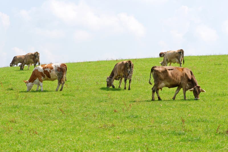 Cows. stock image. Image of meadow, ranch, scene, field - 67074041