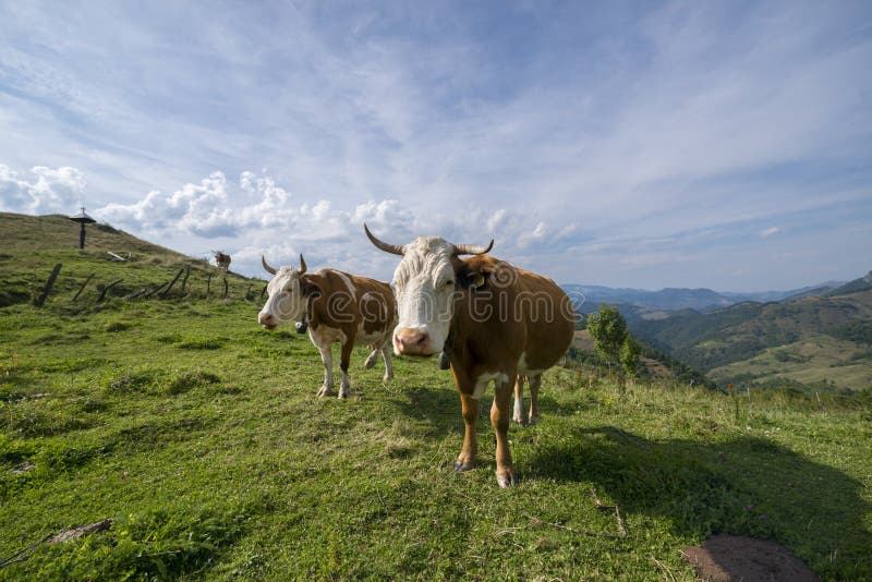 Cows on a meadow stock photo. Image of milk, cows, spotted - 44227210