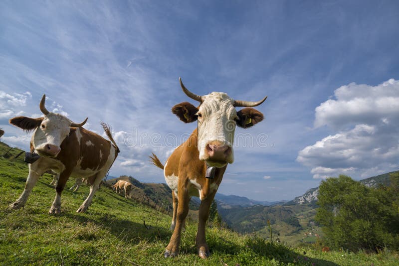 Cows on a meadow stock image. Image of 36mp, animal, grass - 44227503