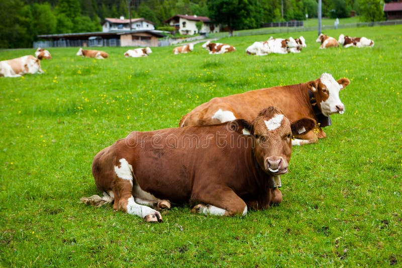 Cows on the meadow stock image. Image of dairy, rural - 42302189