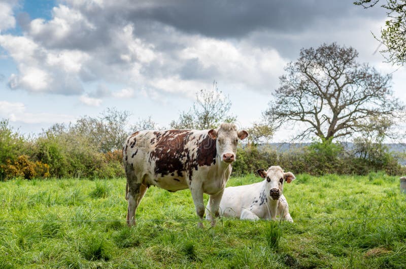Norman Cows Grazing On Grassy Green Field With Trees On A Bright Sunny ...