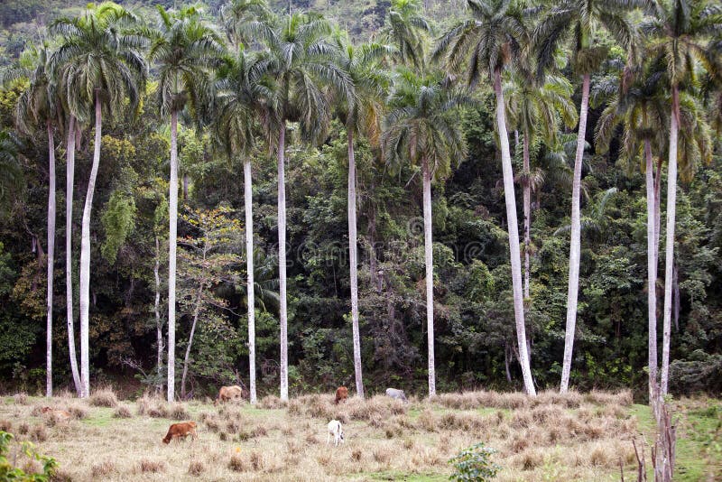 Cows in a Meadow in the Tropics Under Palm Trees Stock Photo - Image of ...