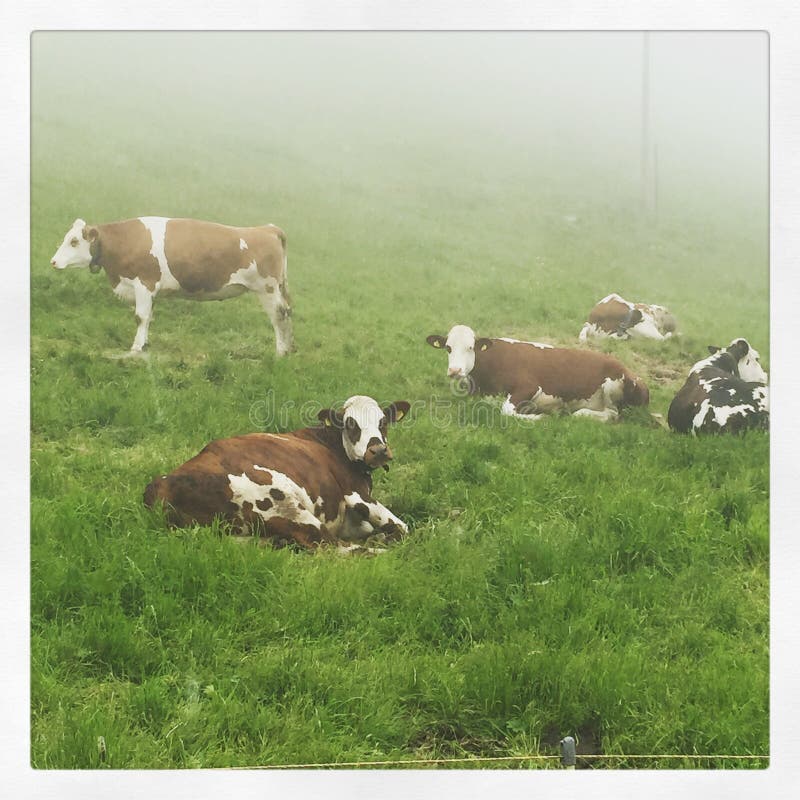 Cows stock image. Image of champoussin, outside, animals - 83708617