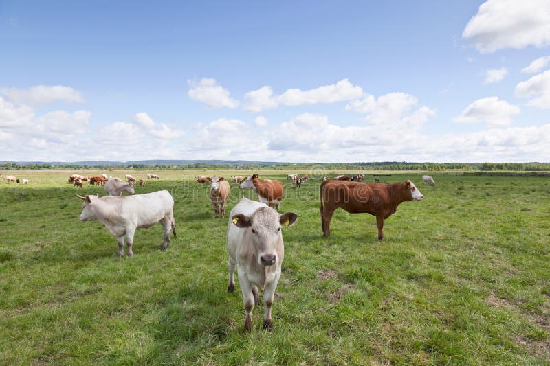Cows on medow stock image. Image of landscapes, mammal - 21693279