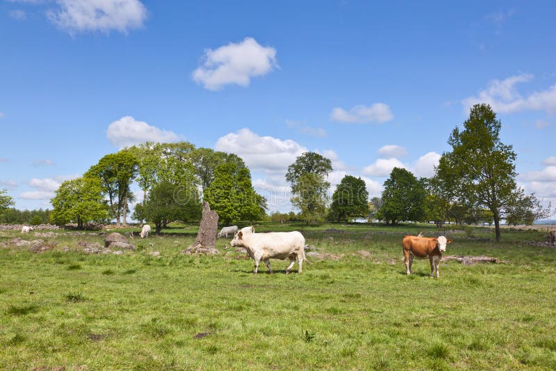 Cows on medow stock image. Image of pasture, mammal, animal - 22083451