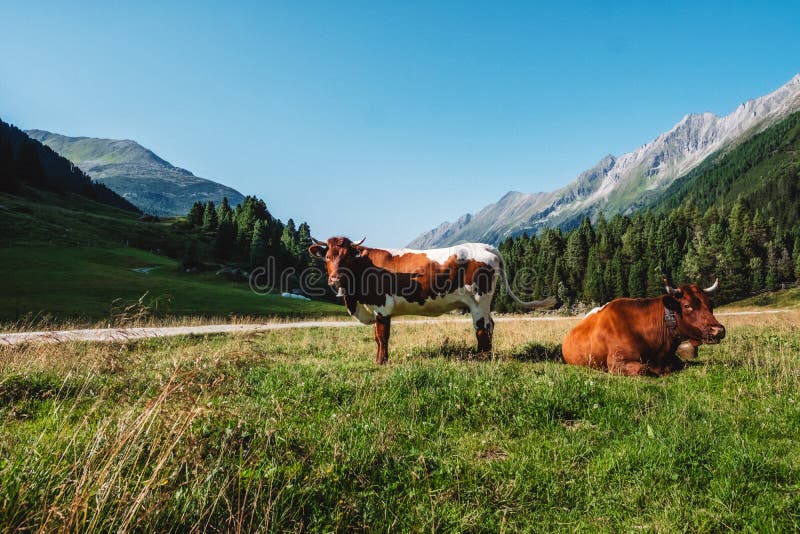Cows on a Medow in the Austrian Alps Stock Photo - Image of green ...