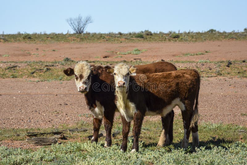 Cows in the Middle of the Outback in Australia Stock Image - Image of ...