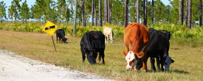 Cows on Military Base stock image. Image of florida, animal - 18730019