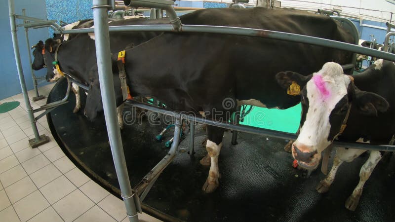 Cows at the Milking Carousel. Livestock Farm. Stock Footage - Video of ...