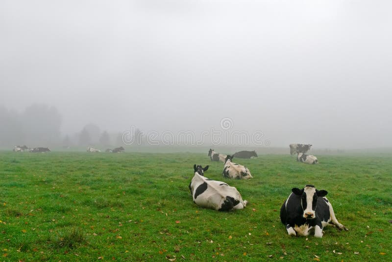 Cows in Mist stock photo. Image of weather, space, field - 17078016