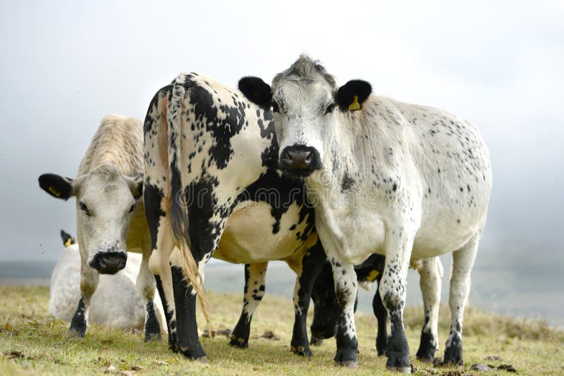 Cows in mist stock image. Image of coast, south, national - 77576427