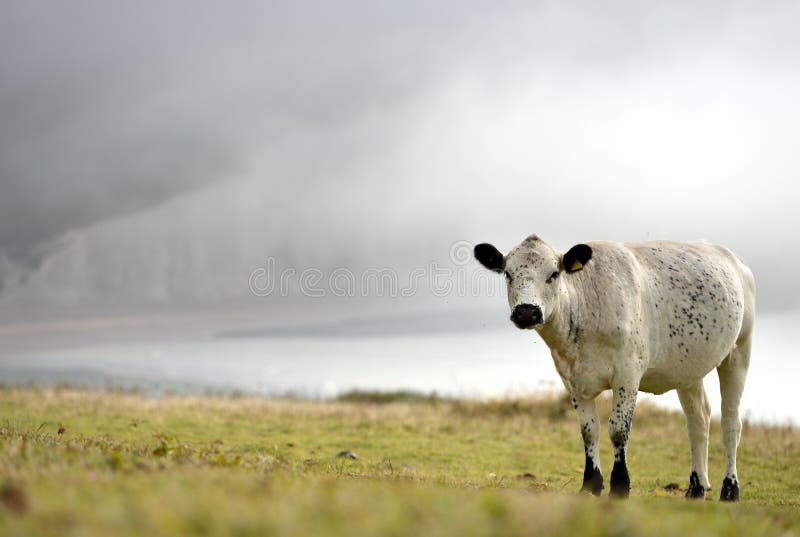 Cows in mist stock photo. Image of farm, downs, park - 77576742