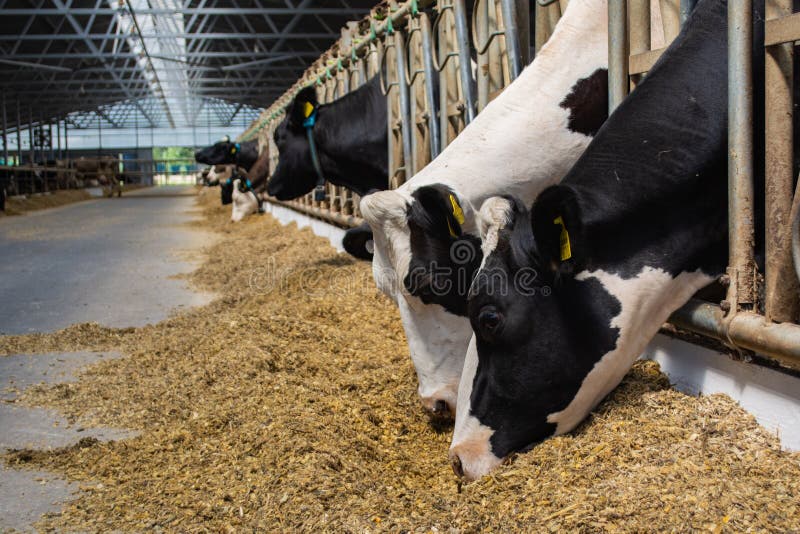 Cows on a Modern Farm Eat Silage from the Feed Table Editorial Image ...