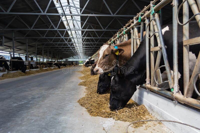 Cows on a Modern Farm Eat Silage from the Feed Table Stock Photo ...