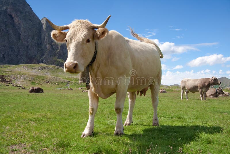 Cows in the montain stock image. Image of mountain, closeup - 15424823