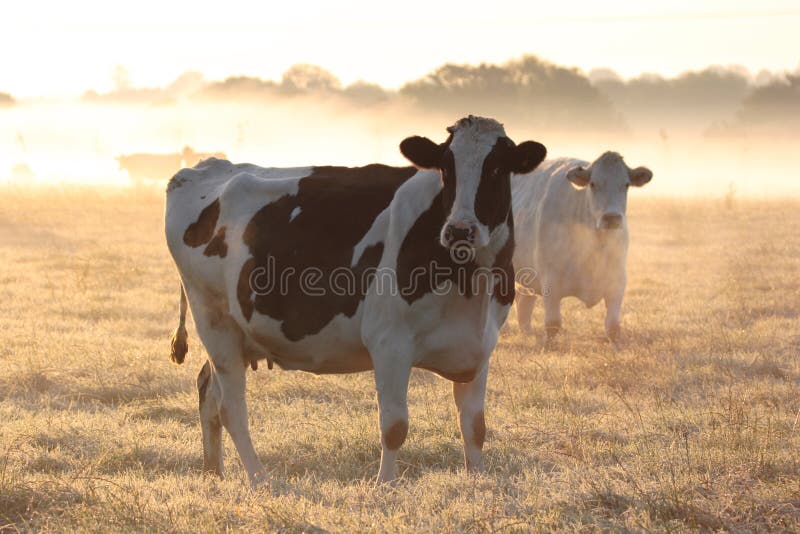 Row of cows being milked stock image. Image of cattle - 40119355