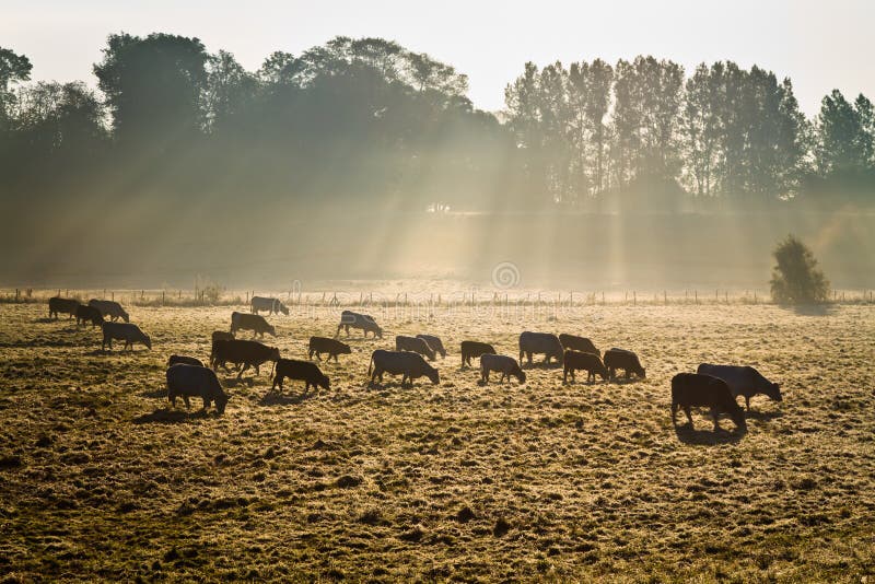 Cows in morning mist stock image. Image of mist, dairy - 18485079