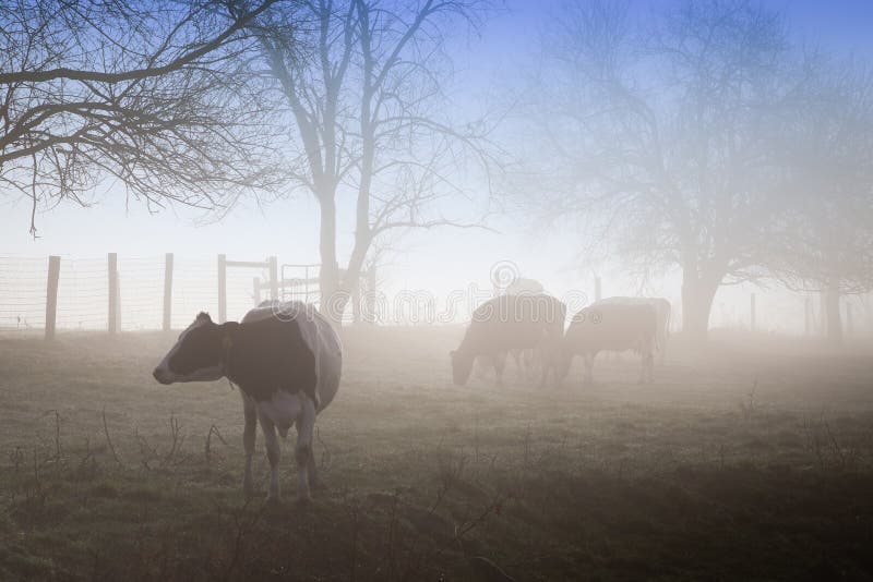 Cows in Morning Mist stock photo. Image of foggy, farms - 41270582