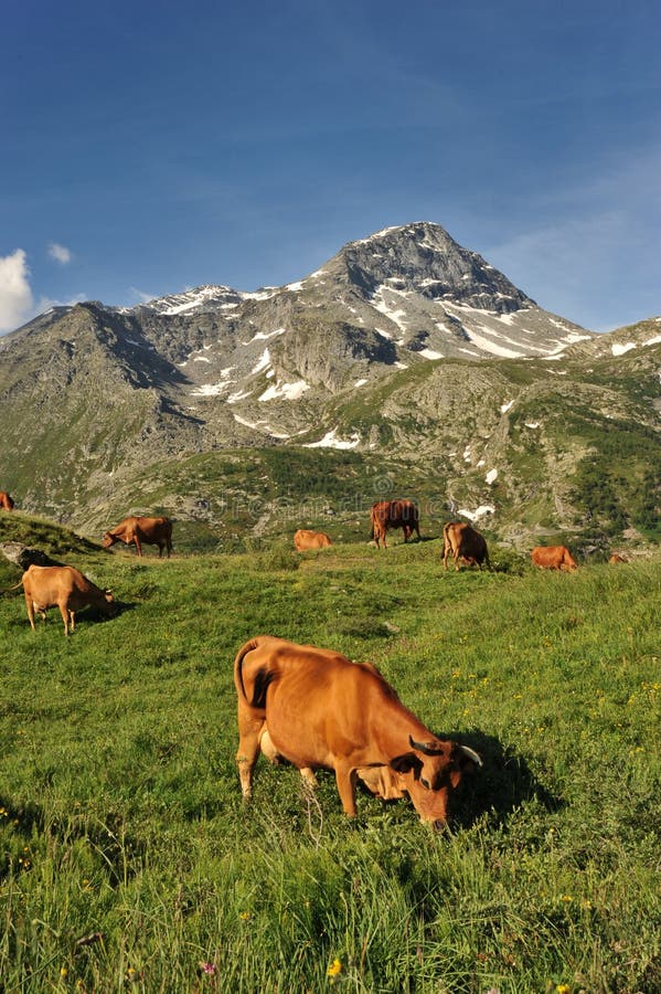 Cows in Alps, Switzerland stock image. Image of graze - 21969775