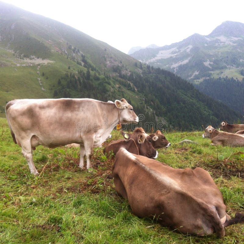 Cows stock photo. Image of cows, mountain, alpi, italian - 57819382