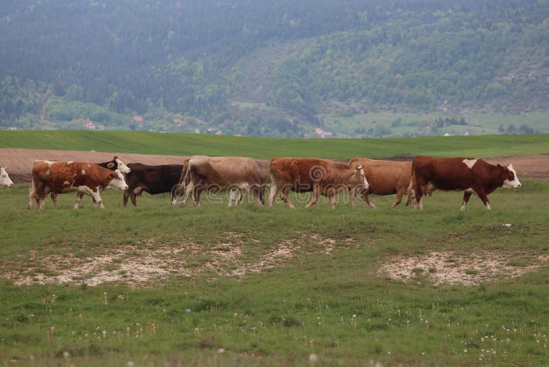Cows Wander in Mountain Meadows Stock Photo - Image of farmland ...