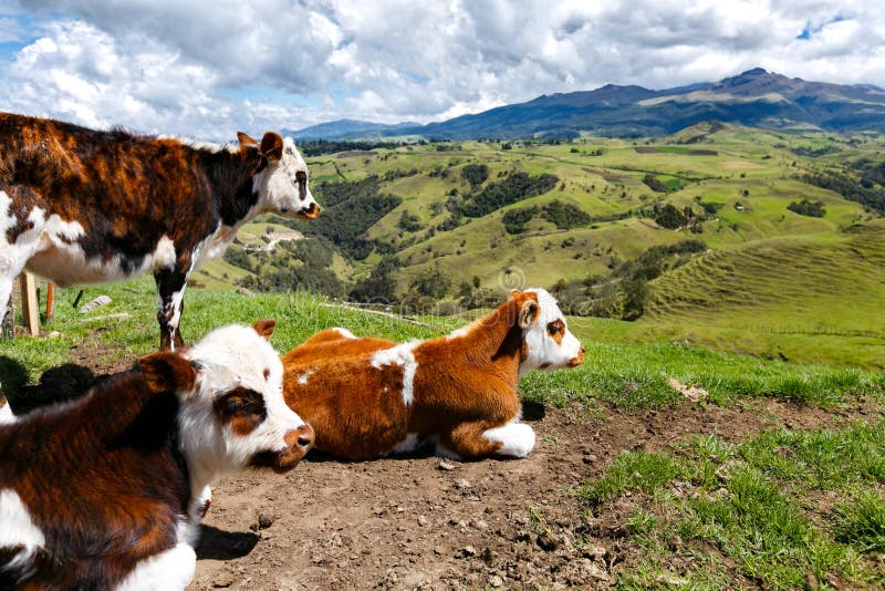 Cows in the mountains stock image. Image of grass, agriculture - 66498909