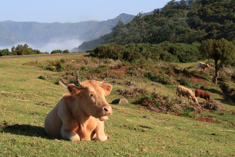 Madeira Cows Photos - Free & Royalty-Free Stock Photos from Dreamstime