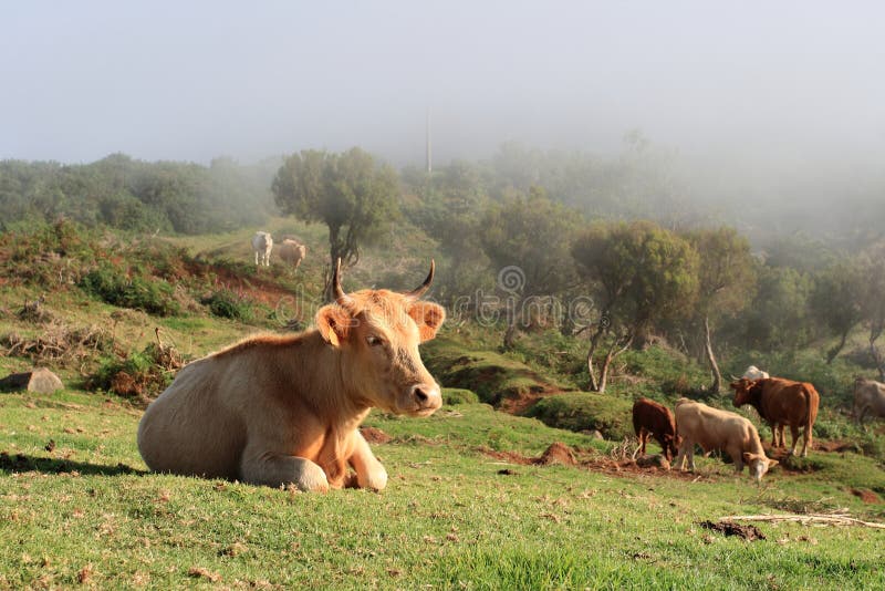 Cows in the mountains stock image. Image of outdoor, farm - 34541433