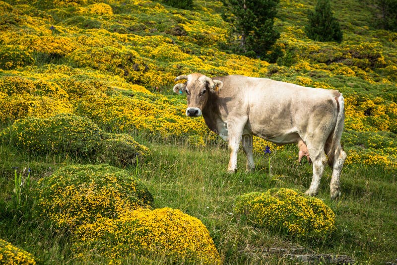 Cows in the Mountains - Pyrenees,Spain Stock Photo - Image of country ...