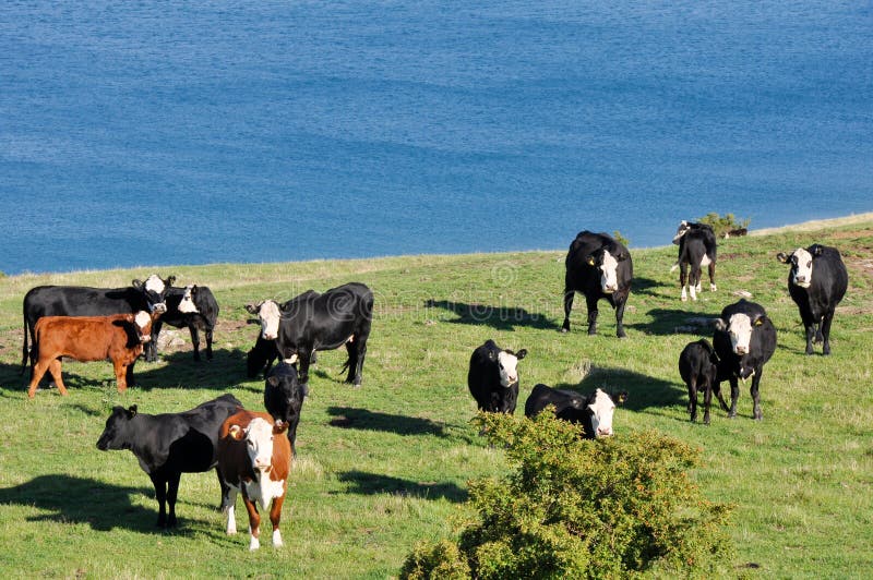Cows near a lake stock image. Image of swam, graze, white - 24153219