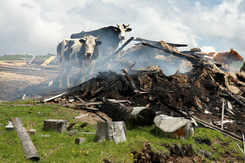Cows Near a Pile of Burning Wood Stock Image - Image of earth, dead ...