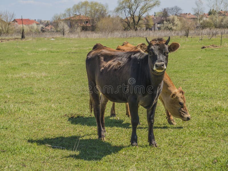 Cows near a village. stock photo. Image of horse, butter - 178794760