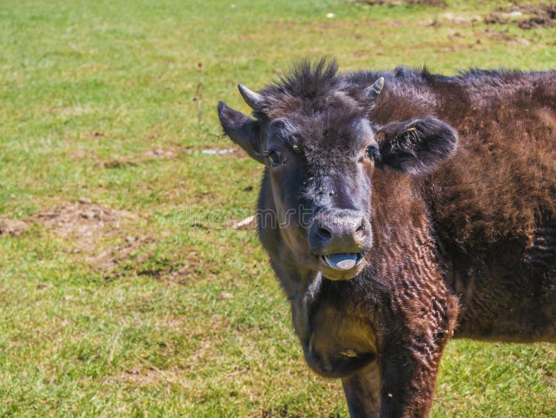 Cows near a village. stock image. Image of interbreeding - 178795815