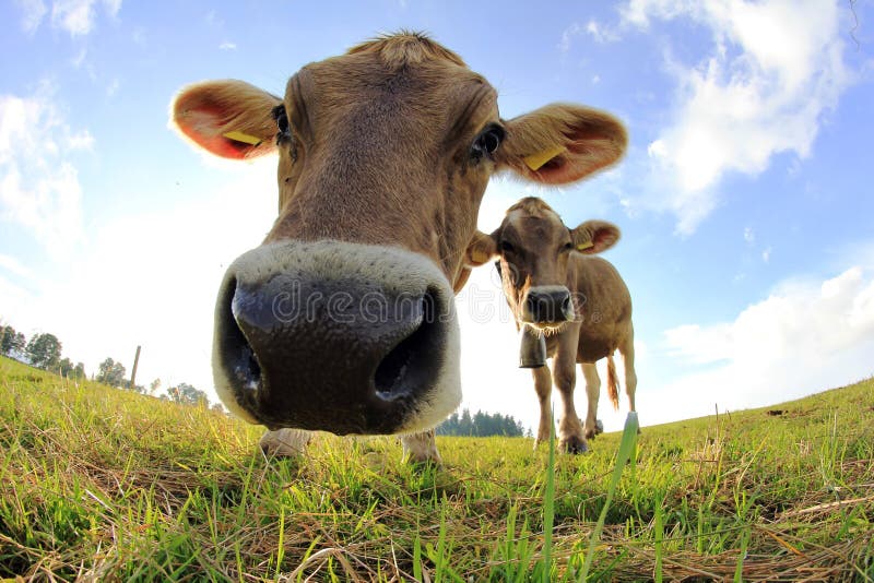 Cows stock photo. Image of cattle, alps, biologicaly - 43313824