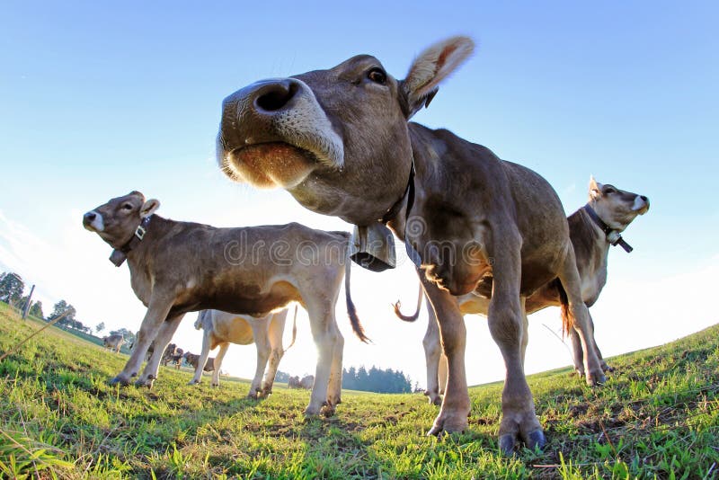 Cows stock image. Image of germany, alps, close, drip - 43313915