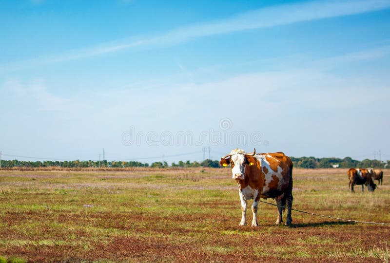 Cows in the Open Field stock photo. Image of green, cows - 109310078