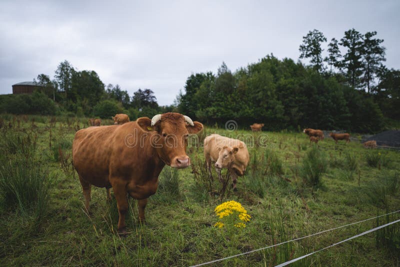 Cows in Os, Norway editorial stock photo. Image of prairie - 257315878