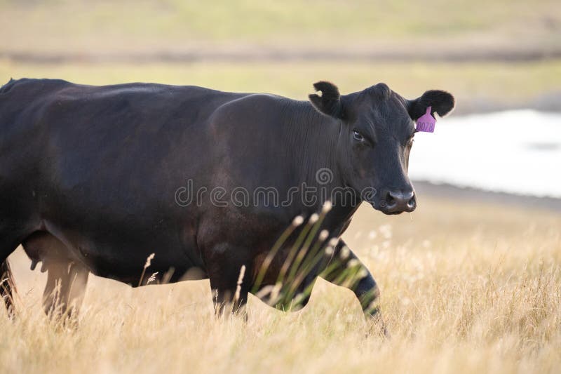Cows in the Outback on a Farm in Australia in Summer Stock Photo ...