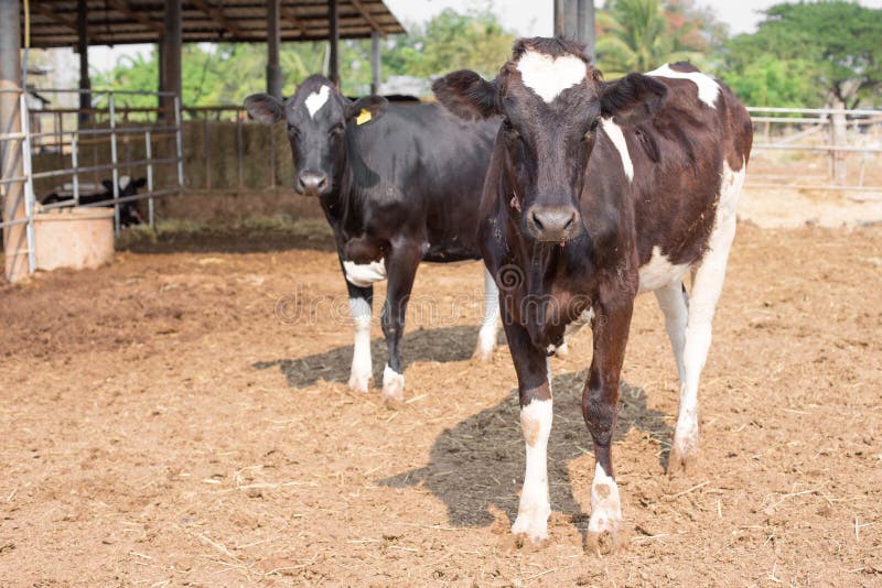 A few cows outdoor stock image. Image of closeup, cows - 205014167