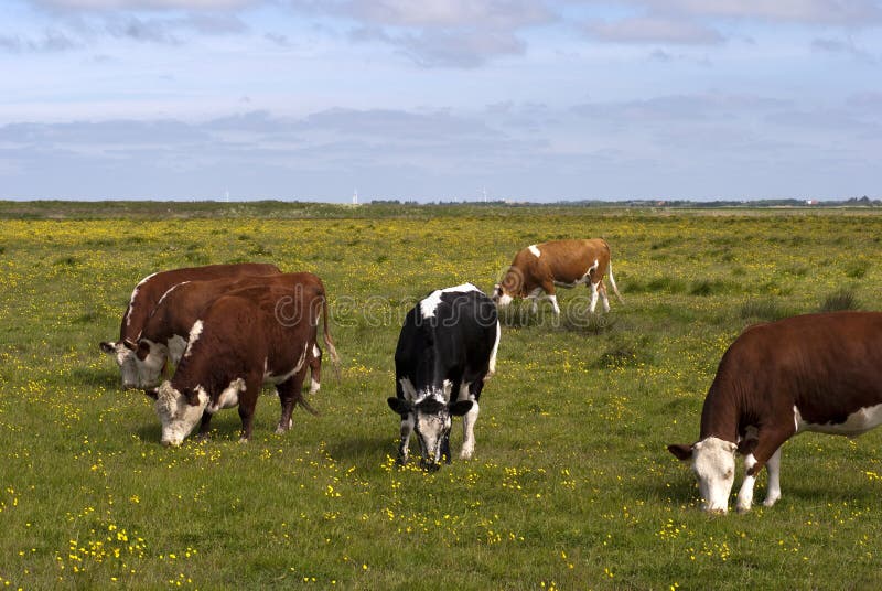 Cows outdoors stock image. Image of white, domestic, denmark - 14642819