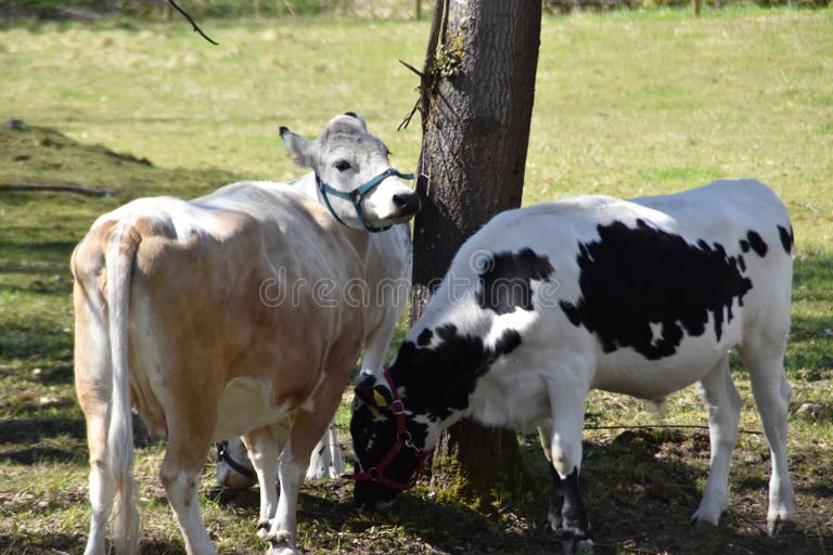 Cute Multi Colored Cows stock photo. Image of animal - 380940392