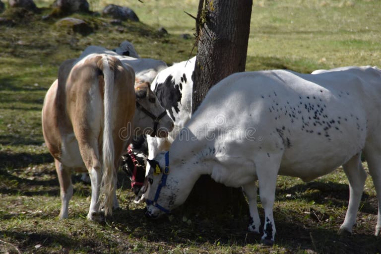 Cute Multi Colored Cows stock photo. Image of rural - 380940426