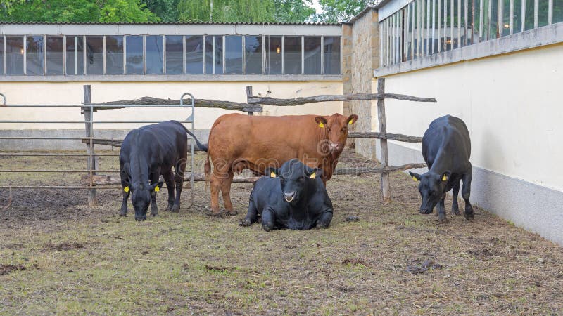 Cows Outside stock image. Image of animals, cows, farm - 196617849