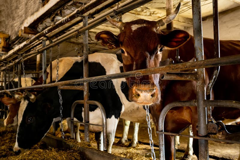 Cows Over the Feeding Table in a Farm Building Stock Photo - Image of ...