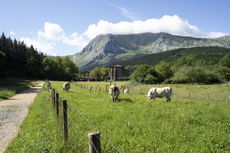 Cows Pacing Beneath the Mountains, in the Green Fields of the Basque ...